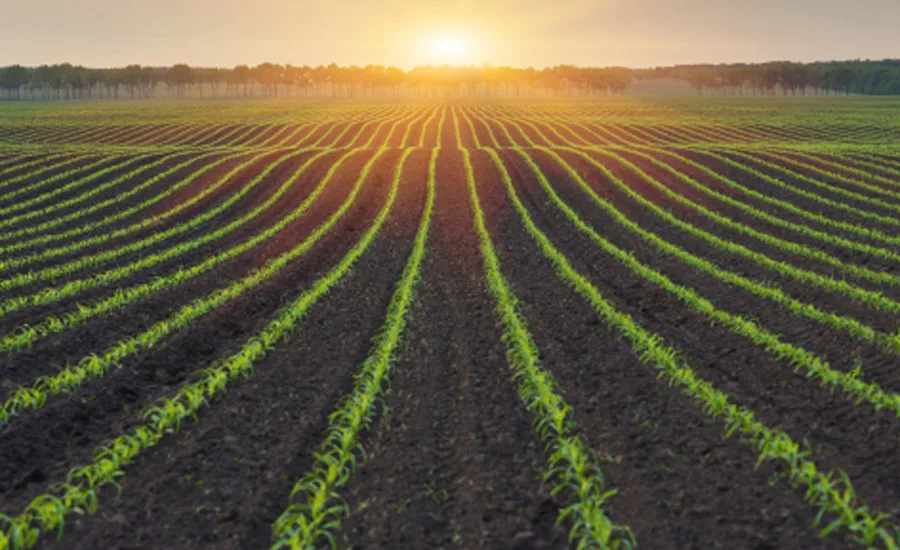 Bunge Introduces Certified Transitional Corn Ingredients | 2018-03-08 ...